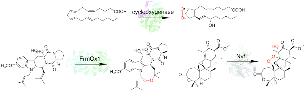 BJOC - Structural basis for endoperoxide-forming oxygenases